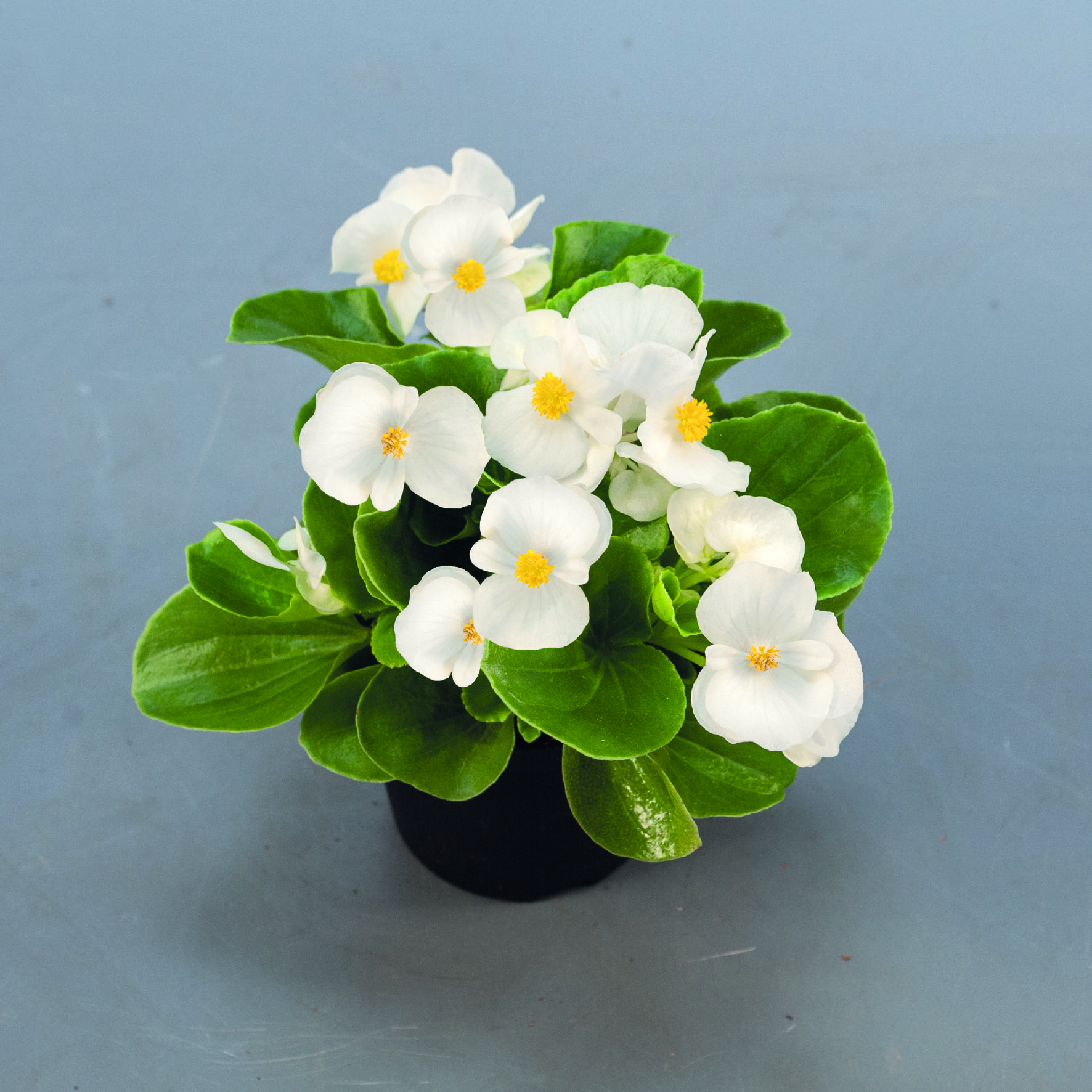 Begonia semperflorens F1 Sprint Plus White | EJ-B163.1