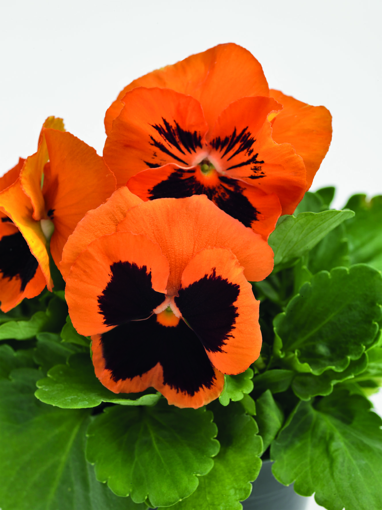 Viola wittrockiana F1 Inspire Plus XL Orange Blotch | ES 275 | EJ-V745.1