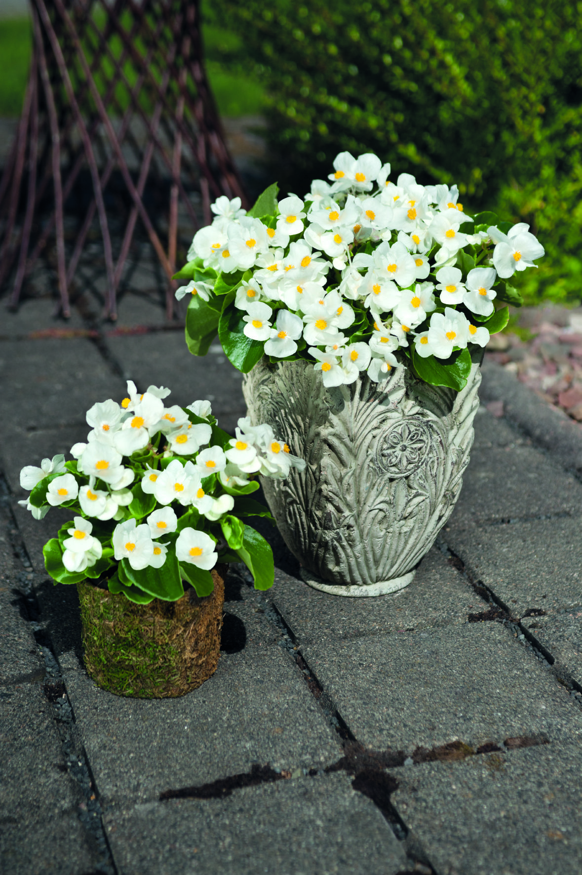 Begonia semperflorens F1 Sprint Plus White | EJ-B163.1