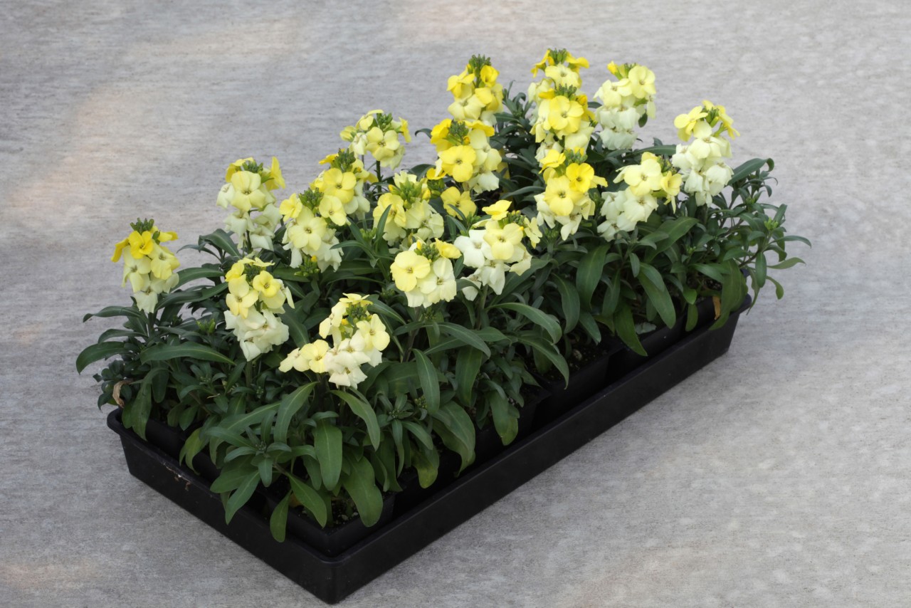 Erysimum cheiri F1 Sugar Rush Primrose | ES 275 | EJ-E094.1